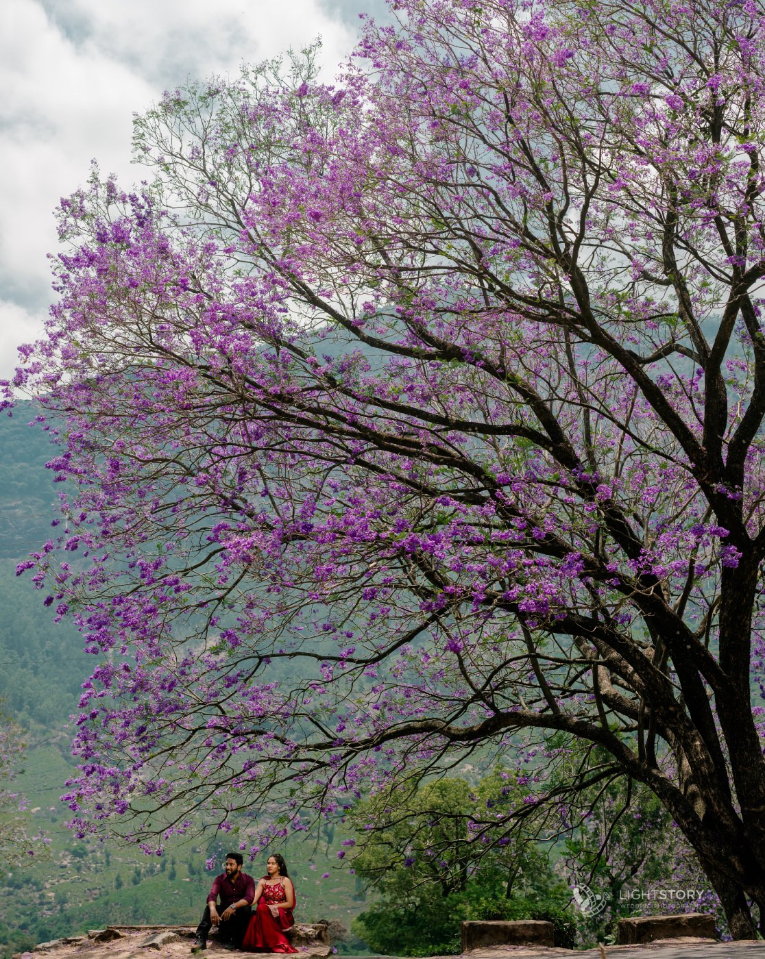 Best Photoshoot Location at Munnar | The Magic of Purple Jacaranda Blossoms